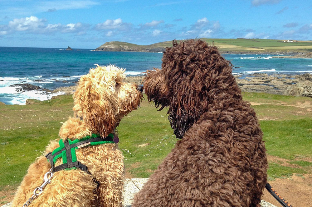 Your Heart Will Melt for this Perfect Pets Photo Competition | About Her