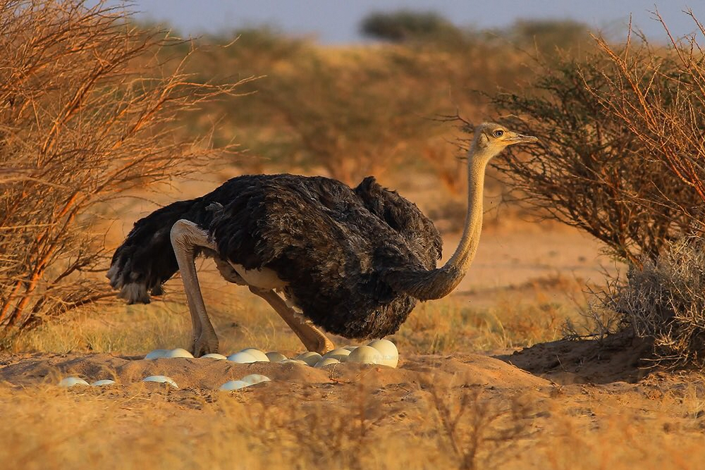 Explore These Three Wildlife Parks in Saudi Arabia | About Her