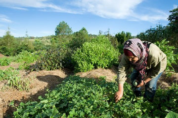 Saudi Farming | About Her