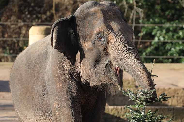 How to Holidays Look in This German Zoo | About Her