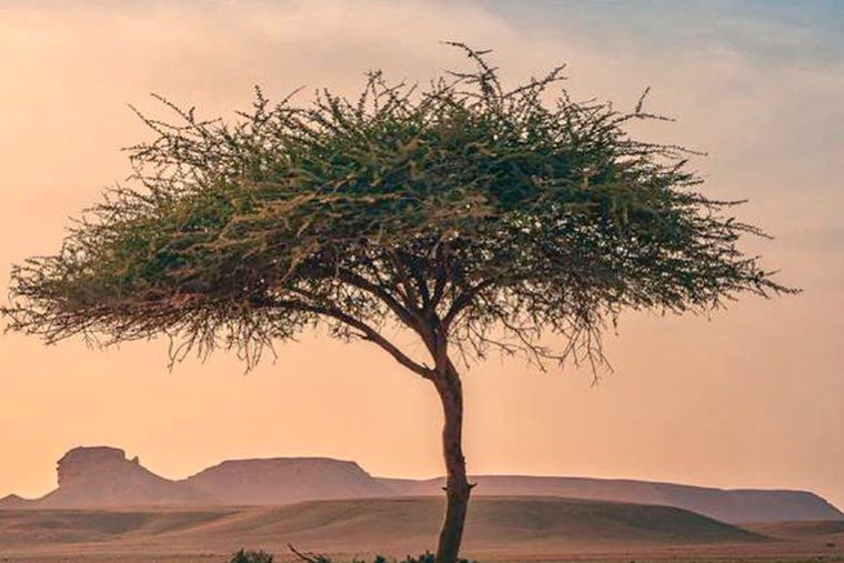 Qiddiya, Saudi Arabia’s Future Disruptive Entertainment, Sports & Arts ...