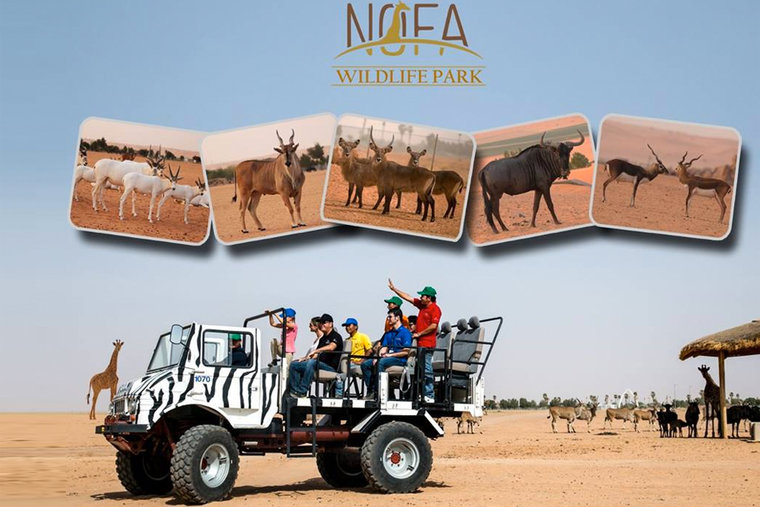 Explore These Three Wildlife Parks in Saudi Arabia | About Her