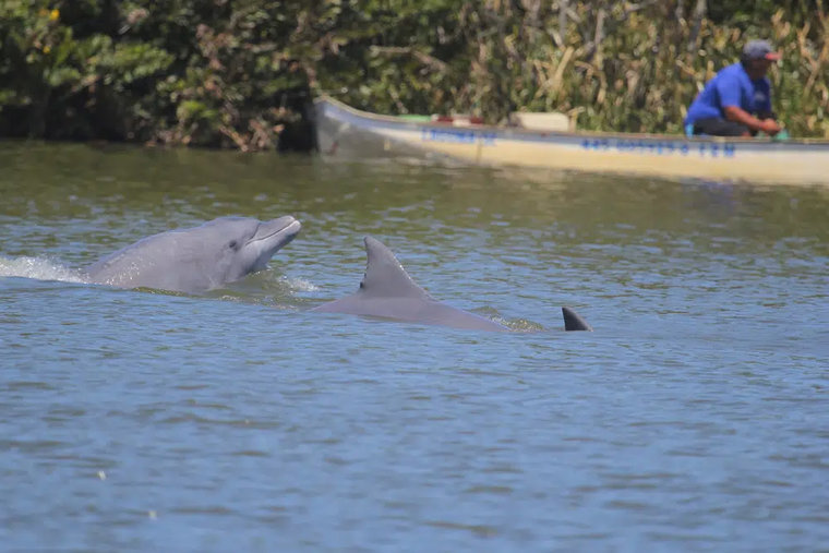 Dolphins, Humans Both Benefit From Fishing Collaboration | About Her