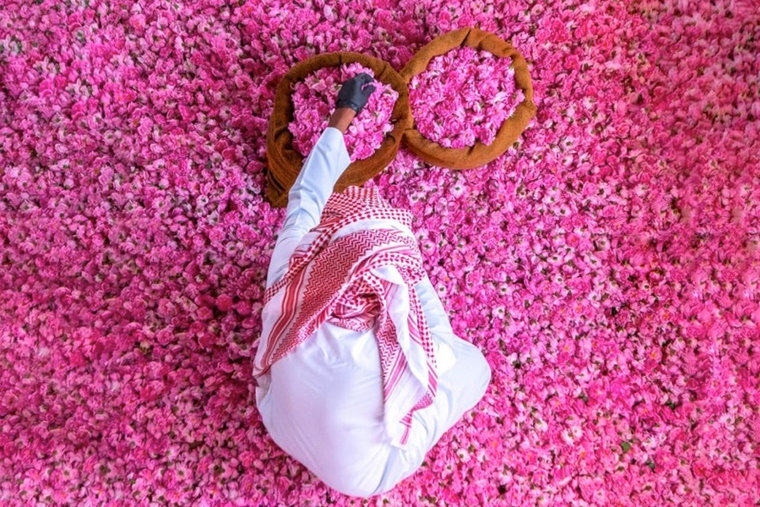 Fatema Alawadhi Recounts Unforgettable Experience at Taif Rose Festival ...